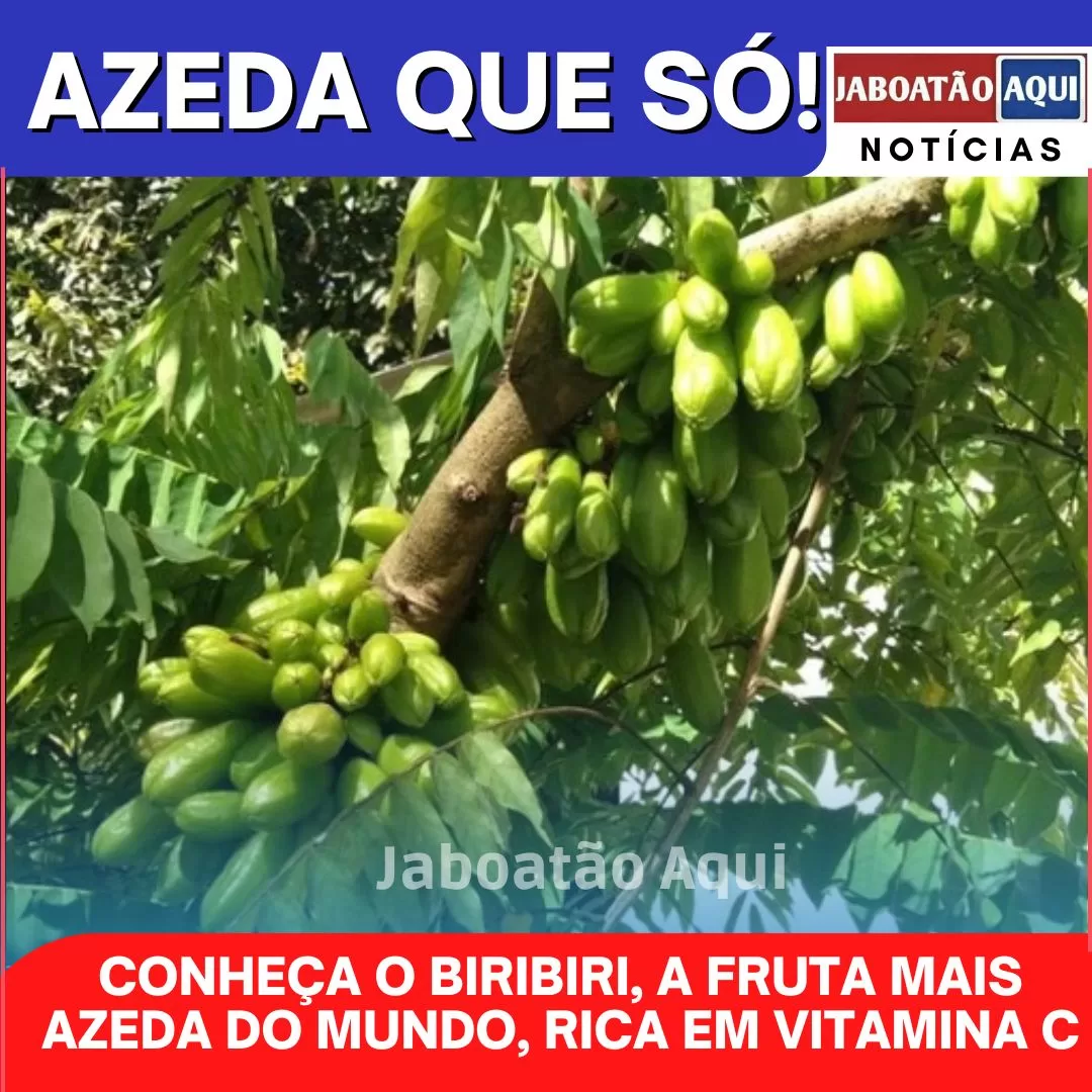 CONHEÇA O BIRIBIRI, A FRUTA MAIS AZEDA DO MUNDO, RICA EM VITAMINA C ...